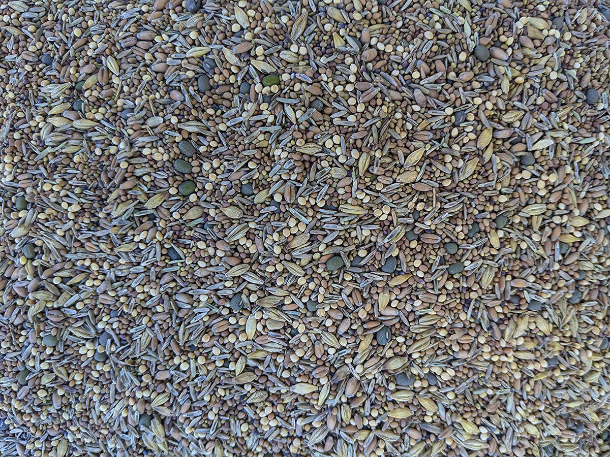 Premium Chicken Poultry Pasture Forage and Fodder Seeds (1-lb. Bag ...